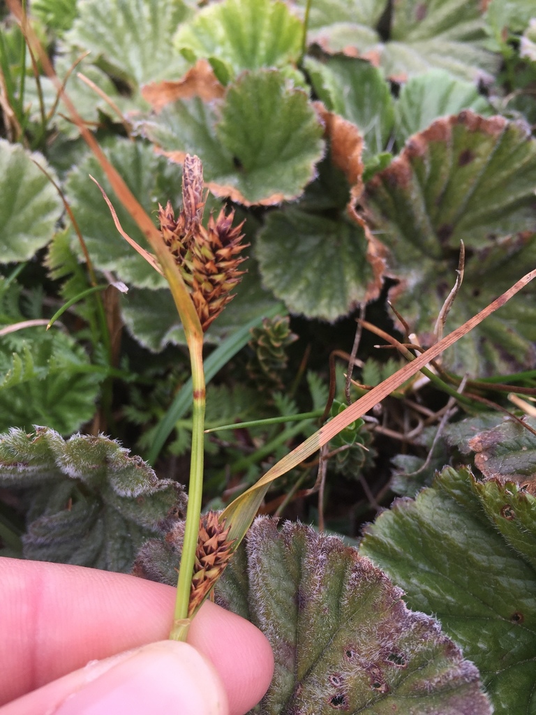 dusky sedge (Hummock Island Flora) · iNaturalist