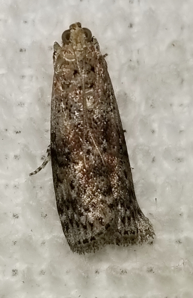Hackberry Leafroller Moth from Central Arlington, Arlington, TX, USA on ...