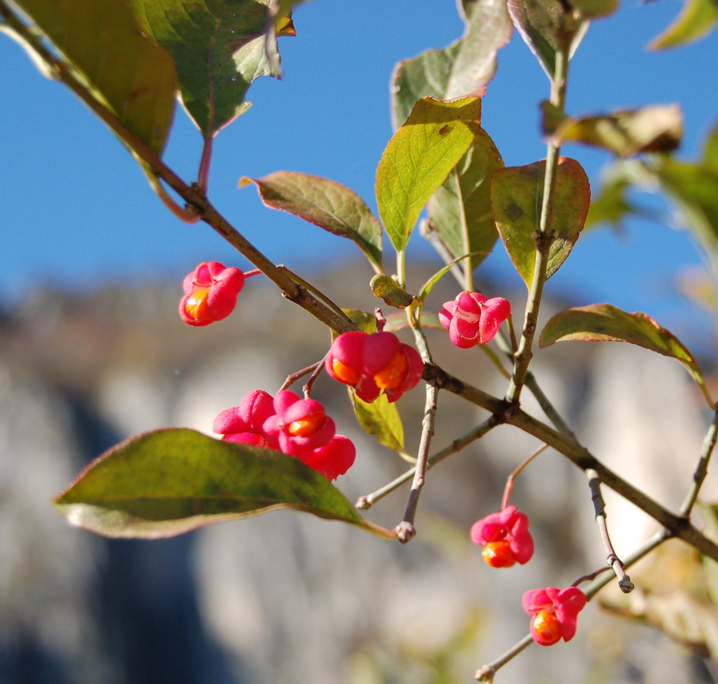 spindles (Celastraceae (Staff-tree) of the Pacific Northwest) · iNaturalist