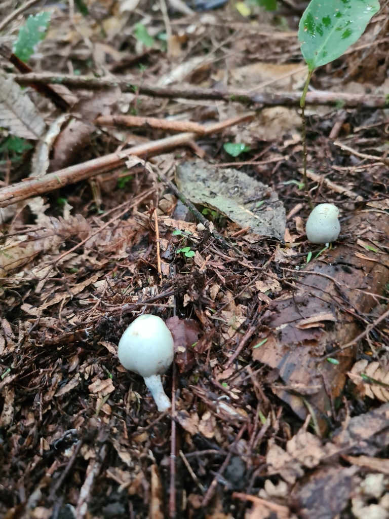 Psilocybe weraroa from Manawatu-Wanganui 4787, New Zealand on June 7 ...