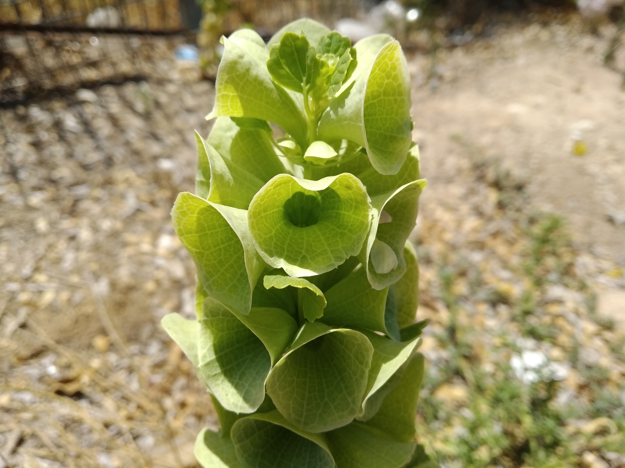 Moluccella laevis L.