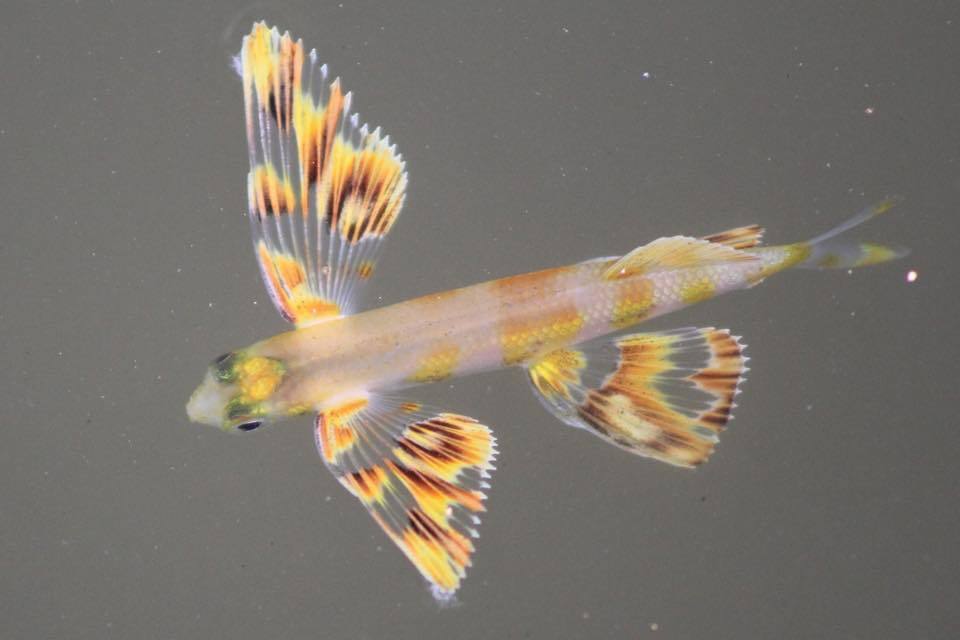 Flyingfishes (Exocoetidae) - Marine Life Identification