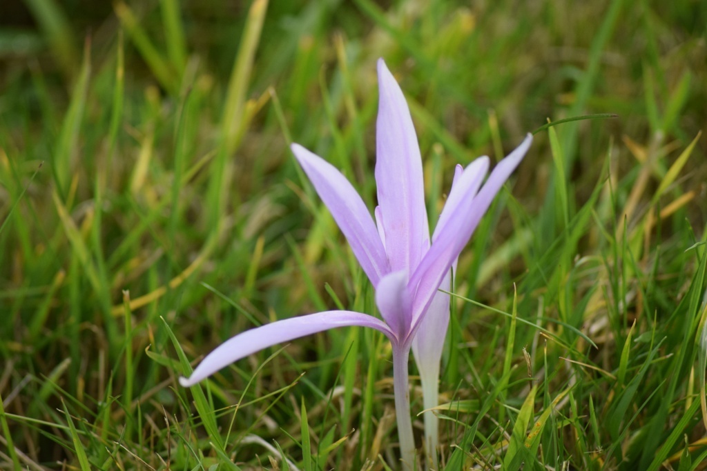 Colchicum autumnale (GENplants) · iNaturalist