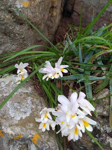 Freesia praecox · iNaturalist United Kingdom