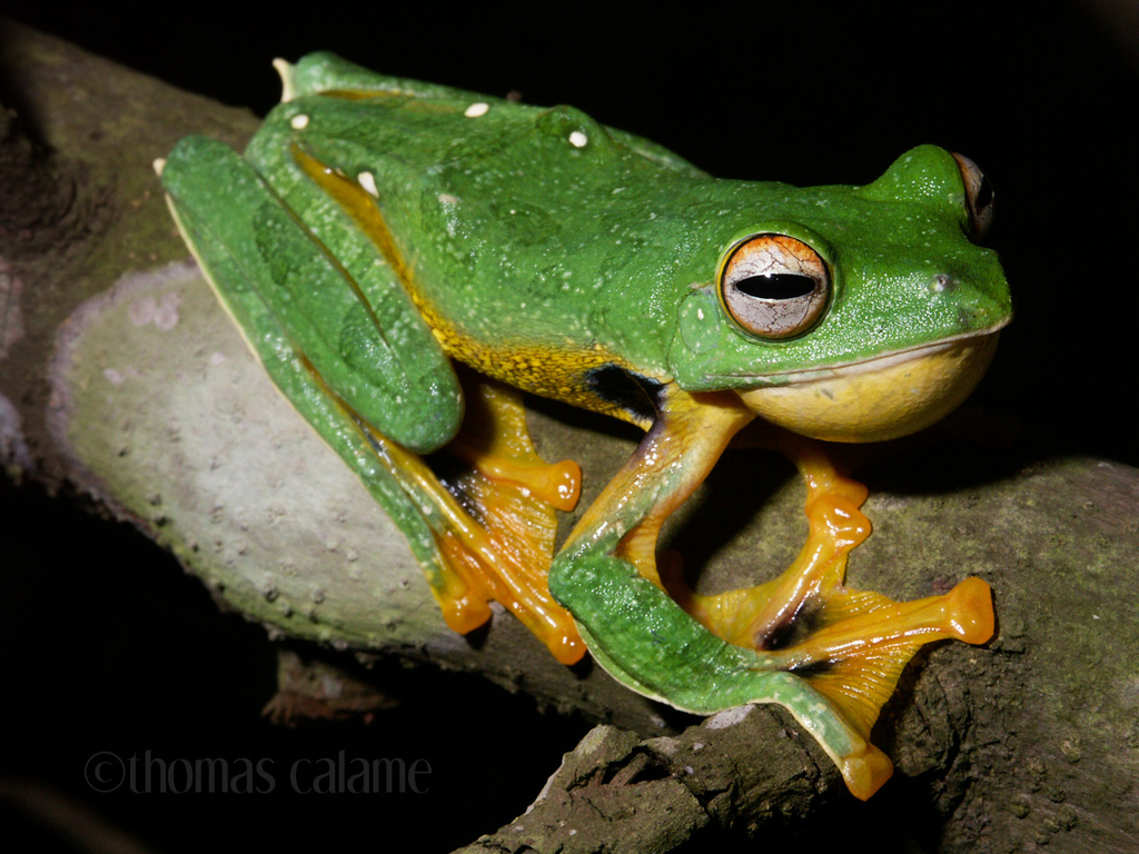 Black-webbed Flying Frog from Phongsaly Province on July 17, 2004 at 01 ...