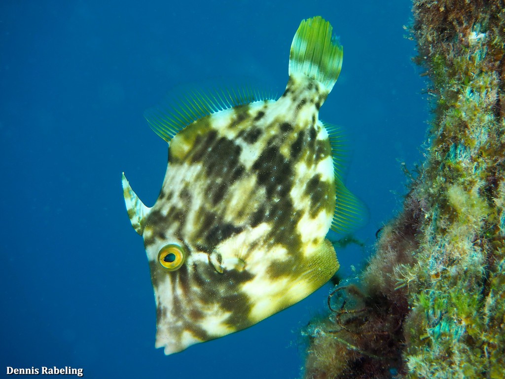 Planehead Filefish (Stephanolepis hispida) - Marine Life Identification