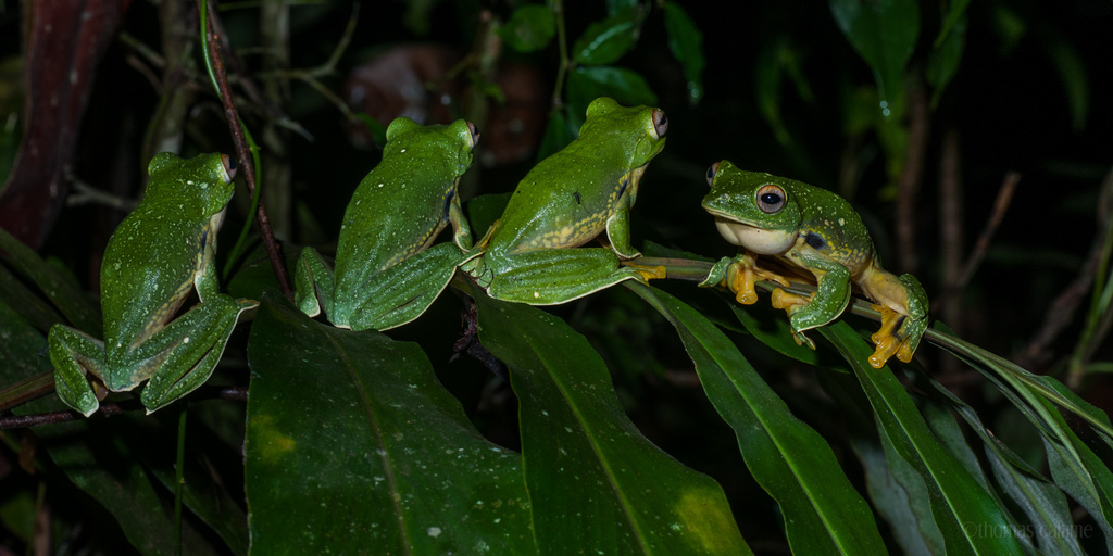 Black-webbed Flying Frog from Xepian NBCA on July 17, 2004 at 01:41 PM ...