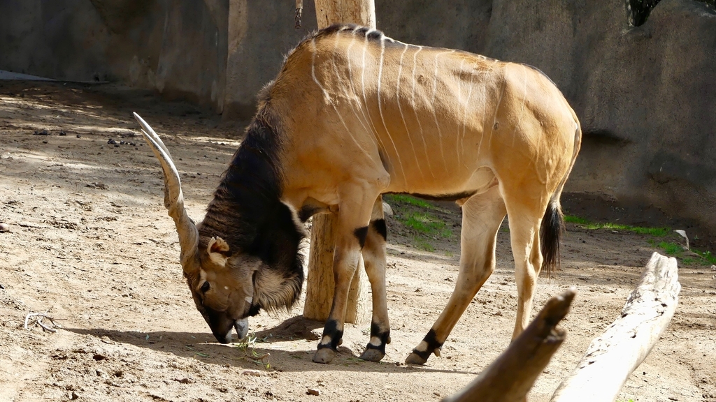 Eastern Giant Eland (Tragelaphus derbianus gigas) - Know Your Mammals