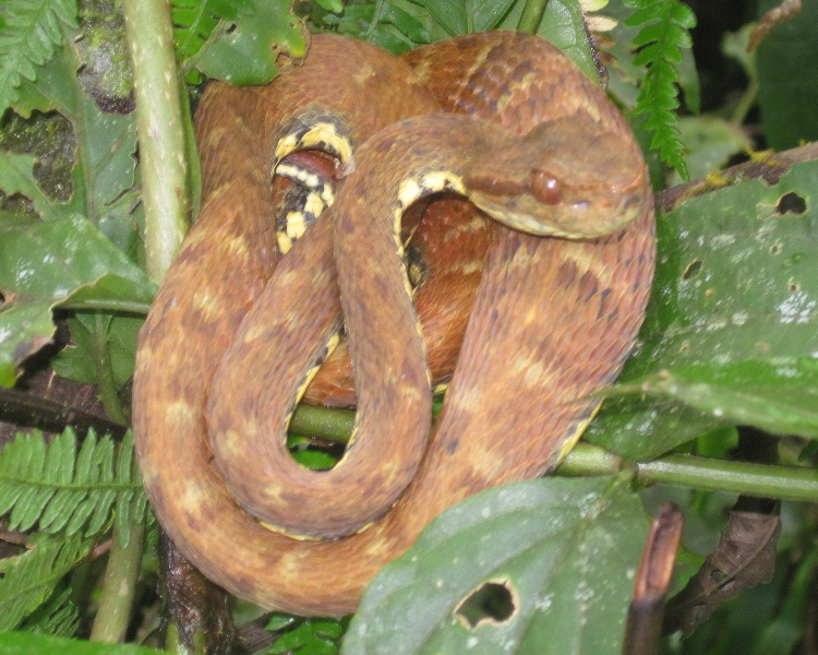 Peruvian Forest Pit Viper (Bothrops oligolepis) - Snakes and Lizards