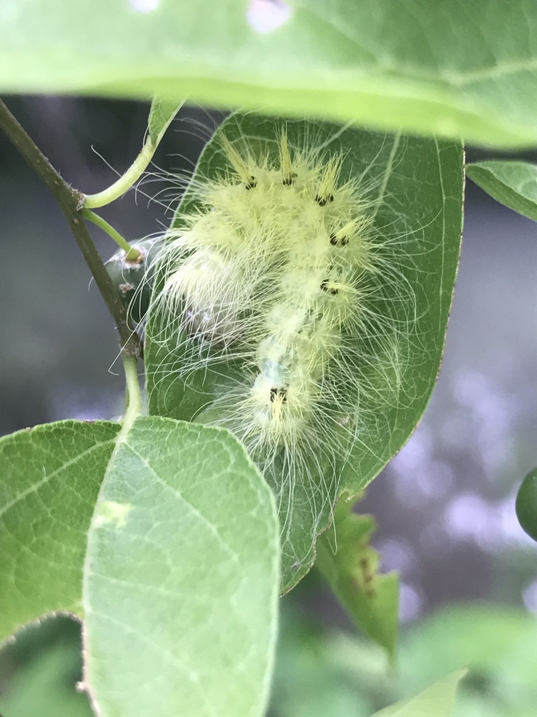 Hackberry Dagger from Brackettville, TX, US on June 4, 2021 at 09:32 AM ...