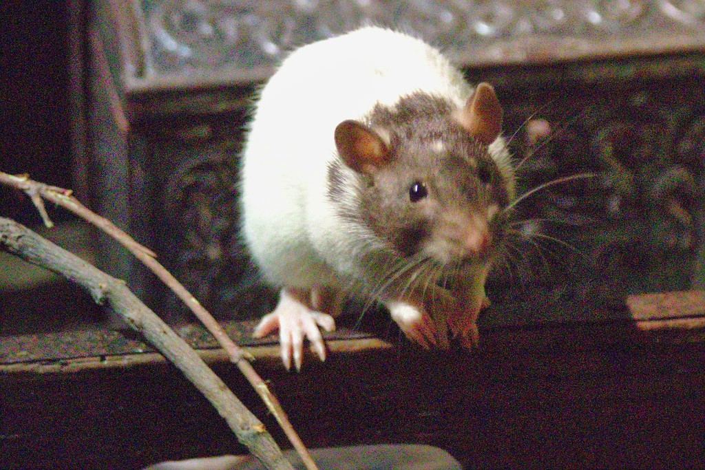 Domestic Brown Rat (Rattus norvegicus domestica) - Know Your Mammals