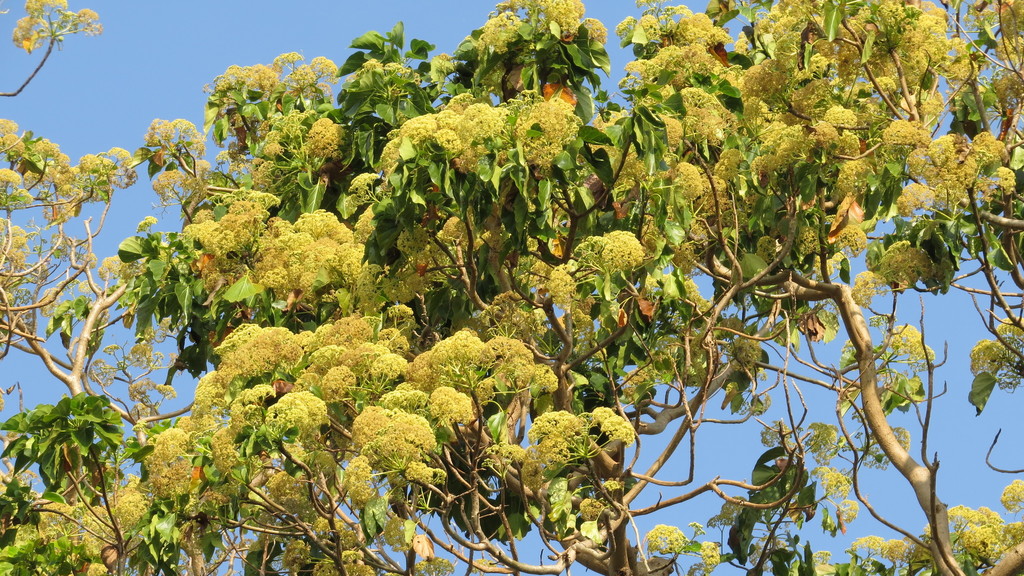 Propeller Tree (Gyrocarpus americanus) - Botanical Realm