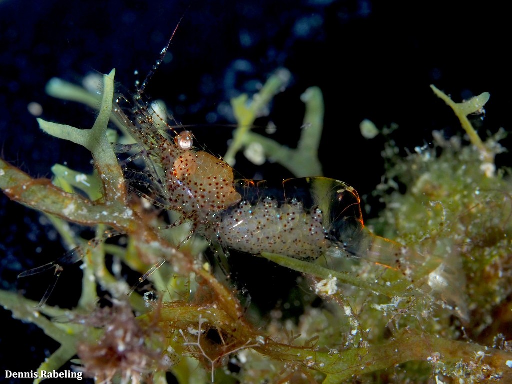 Crystal Prawn from Las Palmas, ES-CN, ES on May 31, 2021 at 10:36 AM by ...