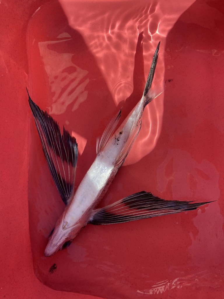 Bandwing Flyingfish (Cheilopogon exsiliens) - Marine Life Identification