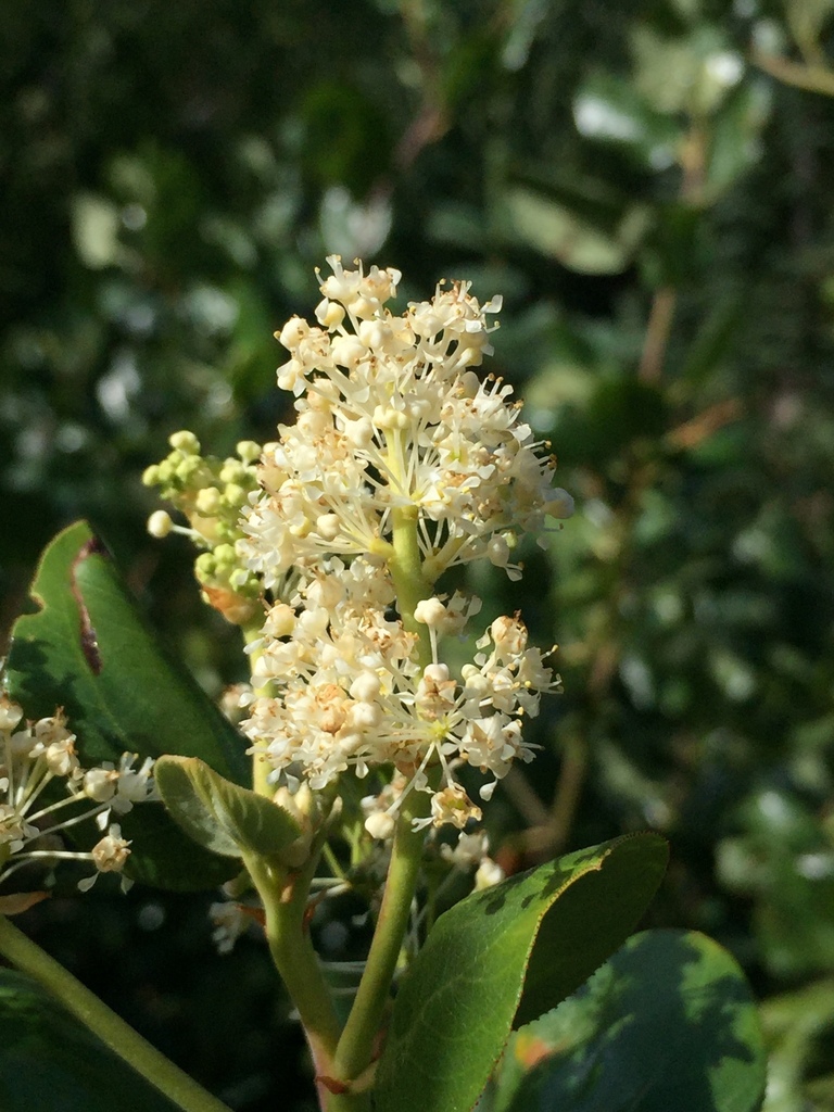 Ceanothus velutinus velutinus from Tahoe National Forest, Calpine, CA ...