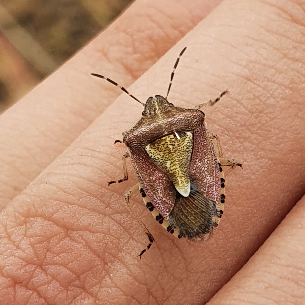 Dolycoris numidicus (Madeira True Bugs) · iNaturalist