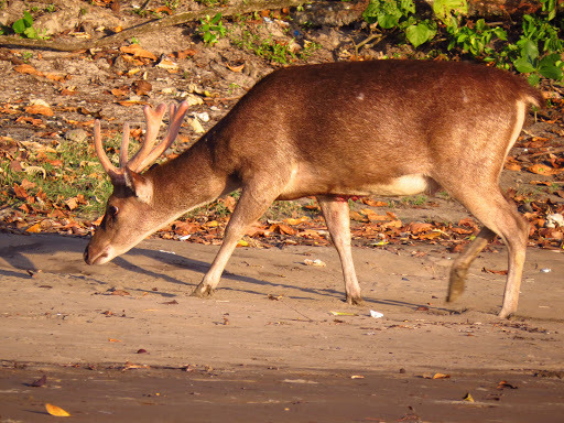 Javan Rusa (Rusa timorensis) - Know Your Mammals