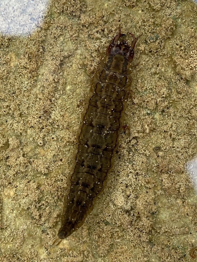 Hydrophilus from S Stagecoach Trail, San Marcos, TX, US on June 7, 2021 ...