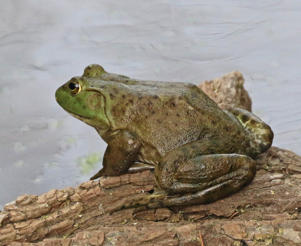 American Bullfrog from Ellis County, KS, USA on September 12, 2016 at ...