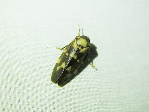Phymatostetha javanensis · iNaturalist