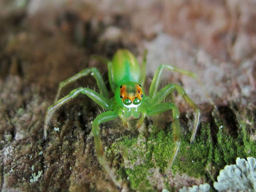 Genus Orthrus · iNaturalist