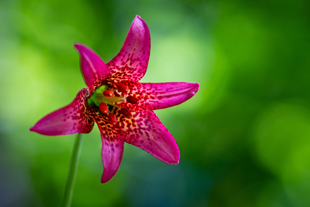 bolander's lily in June 2021 by Bryant Anderson III · iNaturalist