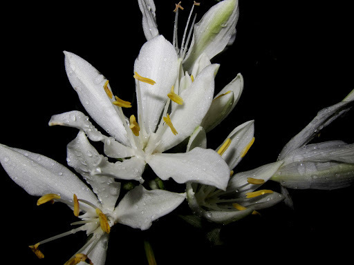 Cardwell Lily (Proiphys amboinensis) - Botanical Realm