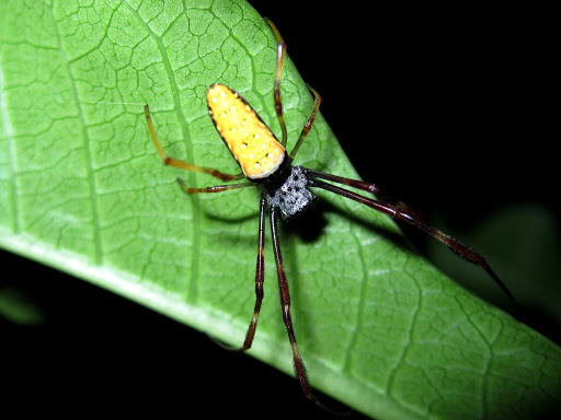 Nephila vitiana (Spiders of Java) · iNaturalist