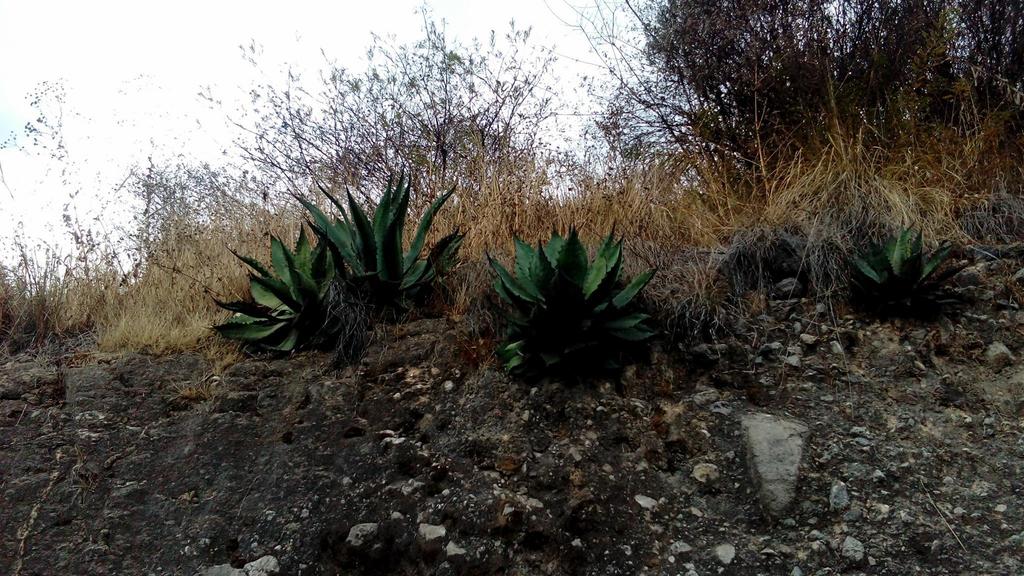 Agave inaequidens from Naucalpan, Méx., México on February 11, 2018 at ...