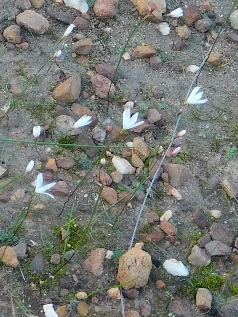 Twisted Snowflake from Greyton Nature Reserve, 7233, South Africa on ...