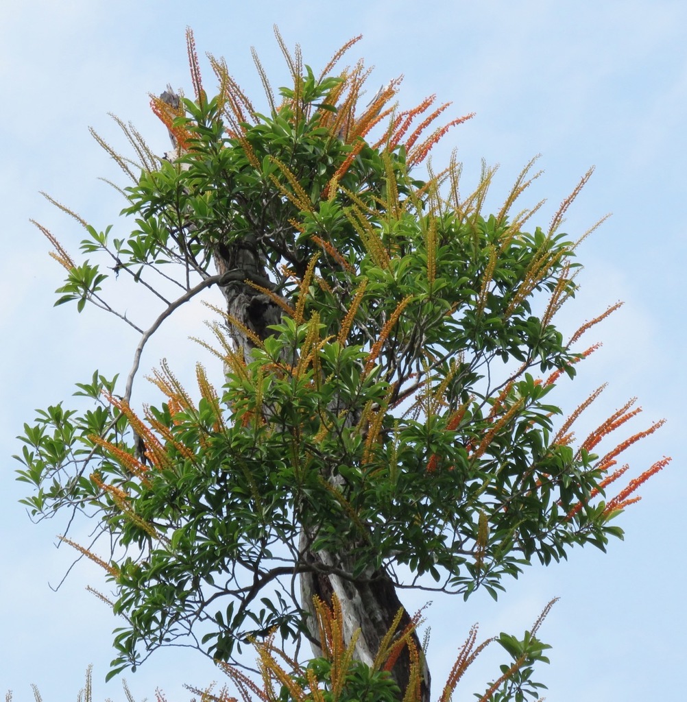(Norantea) - Botanical Realm