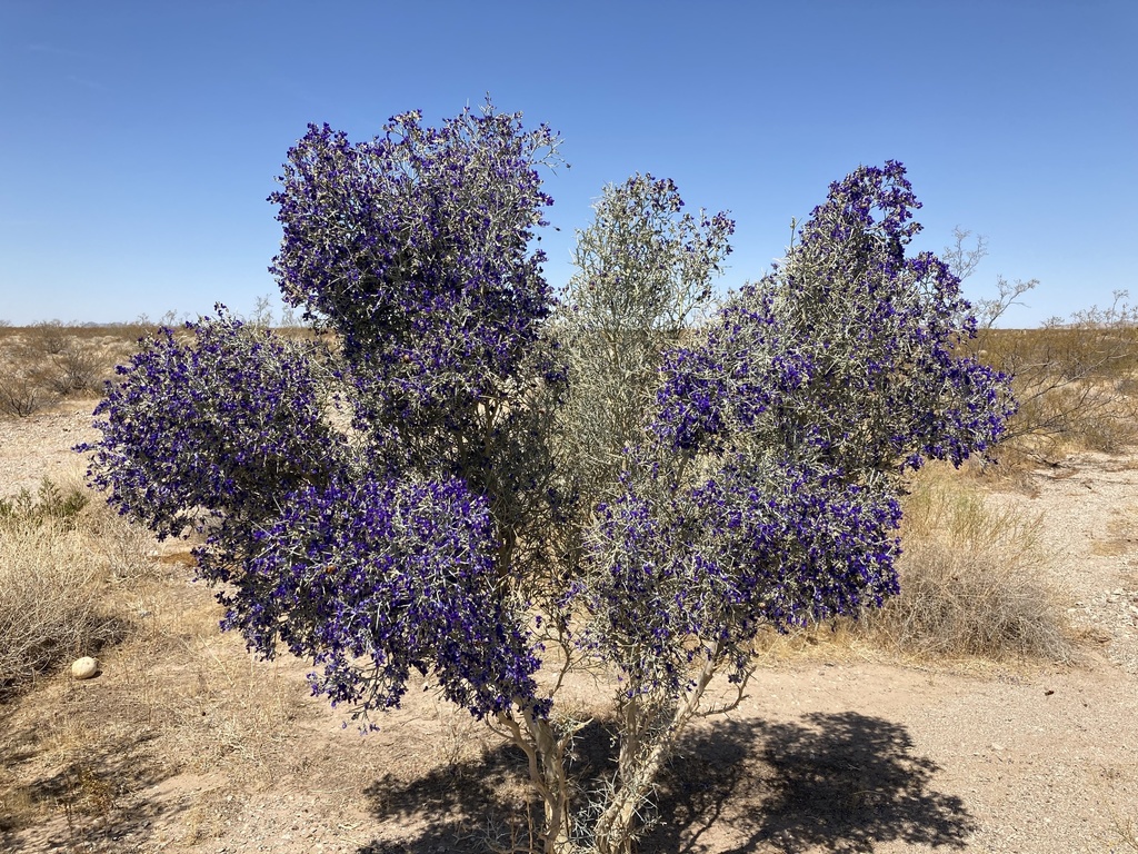 Smoke Tree (Southern California) · iNaturalist