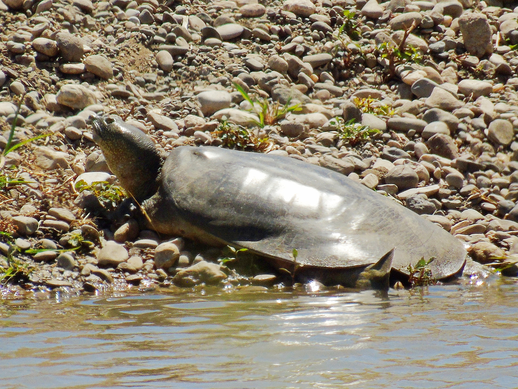 Euphrates Softshell Turtle in June 2021 by Kseniia Marianna Prondzynska ...