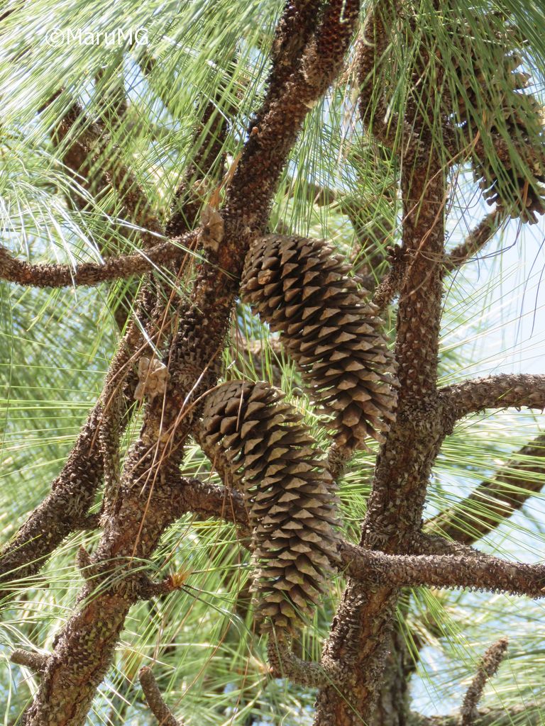Michoacan pine from Victoria, Gto., México on May 19, 2021 at 11:23 AM ...