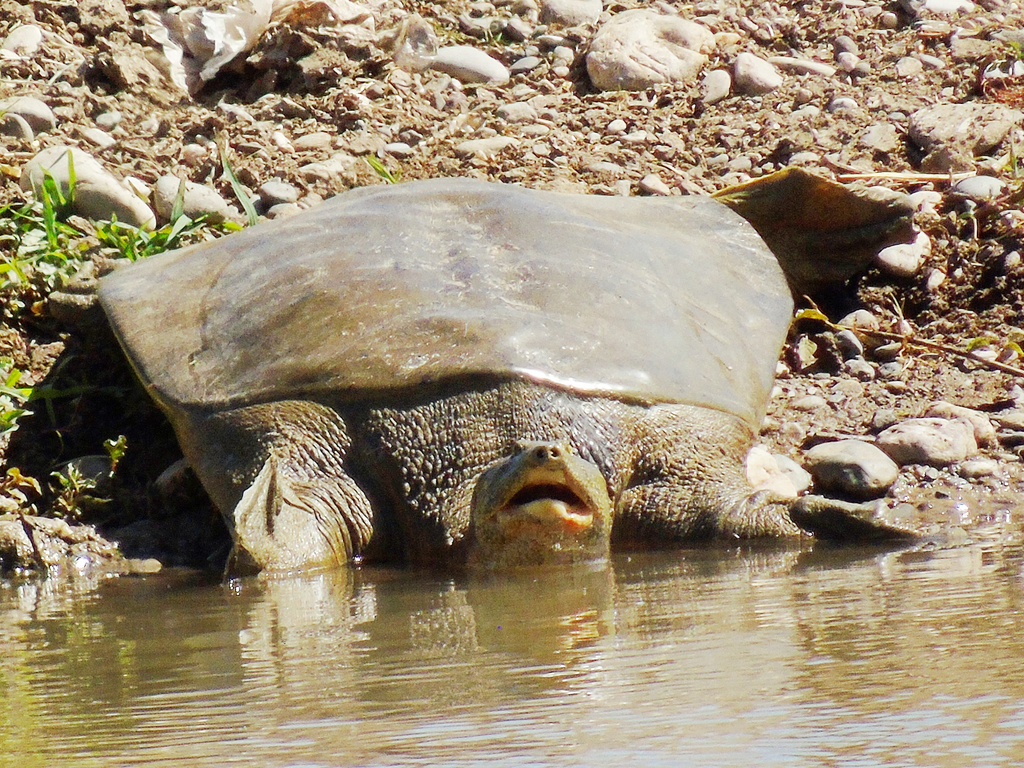 Euphrates Softshell Turtle in June 2021 by Kseniia Marianna Prondzynska ...
