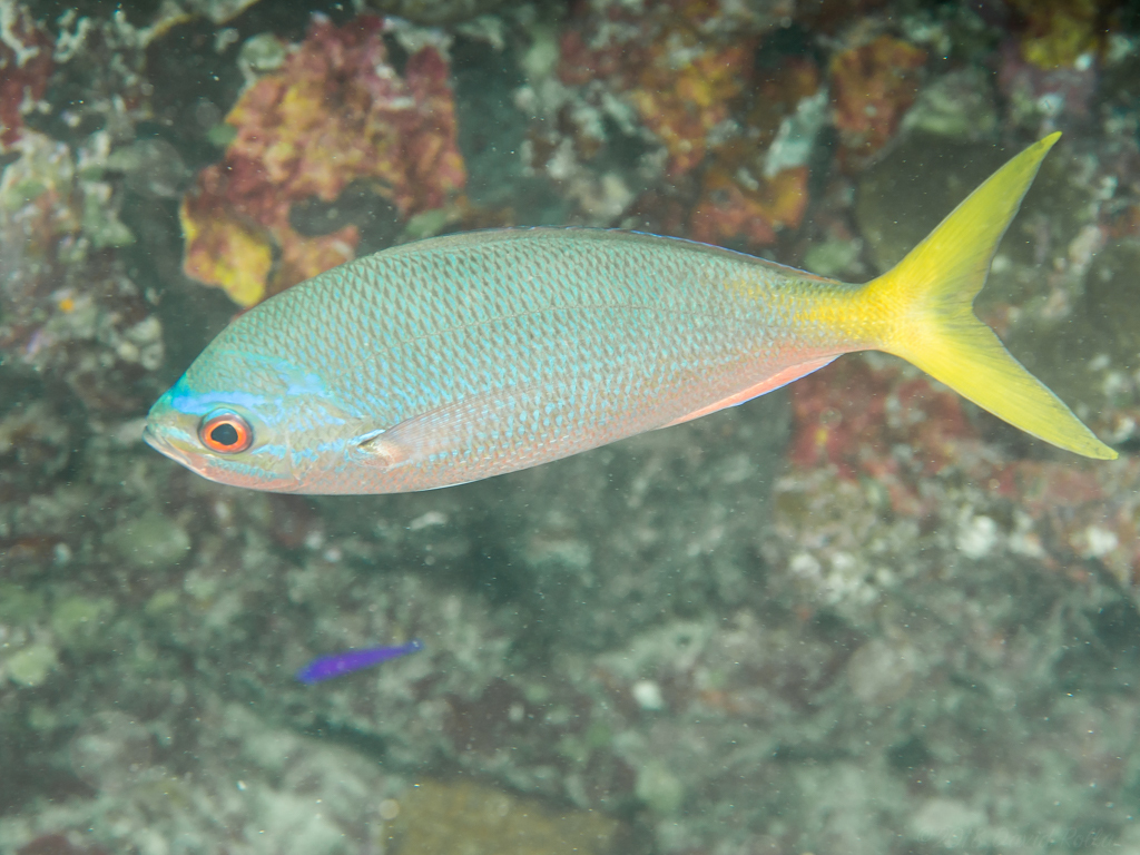 Yellowtail Fusilier (Caesio cuning) - Marine Life Identification