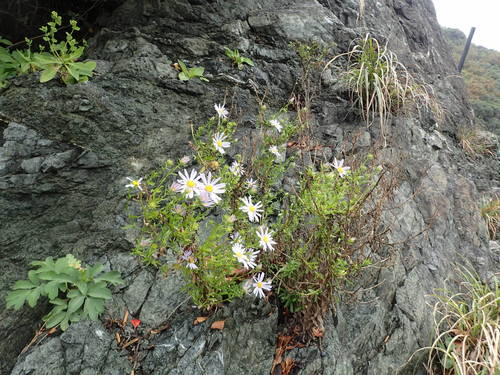 Variety Aster hispidus hispidus · iNaturalist