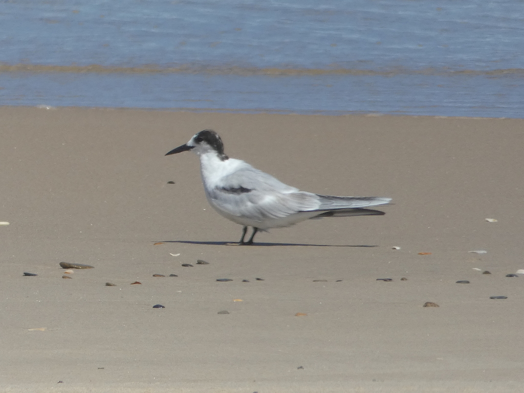 Common Tern from Crescent Head NSW 2440, Australia on February 10, 2018 ...