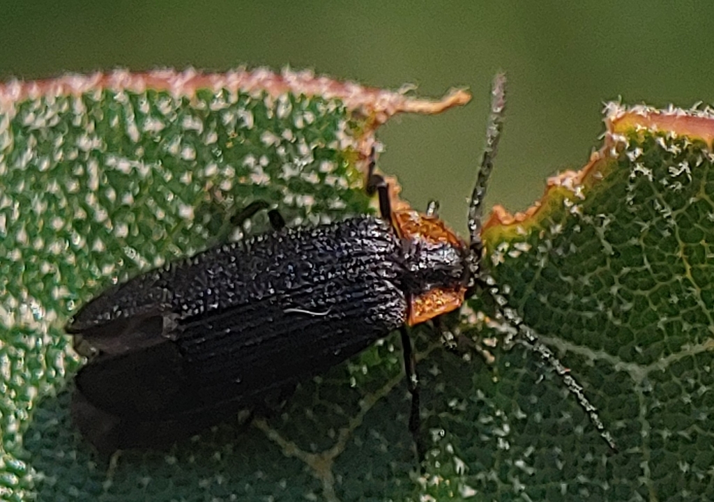 Net-winged Beetles from West Nottingham Township, PA, USA on June 7 ...