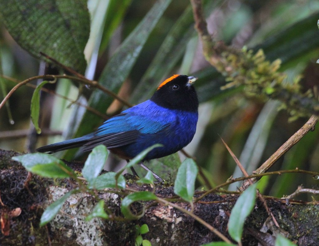 Golden-crowned Tanager (Iridosornis rufivertex) - Avian Discovery