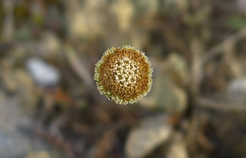 Leptinella pectinata · iNaturalist United Kingdom