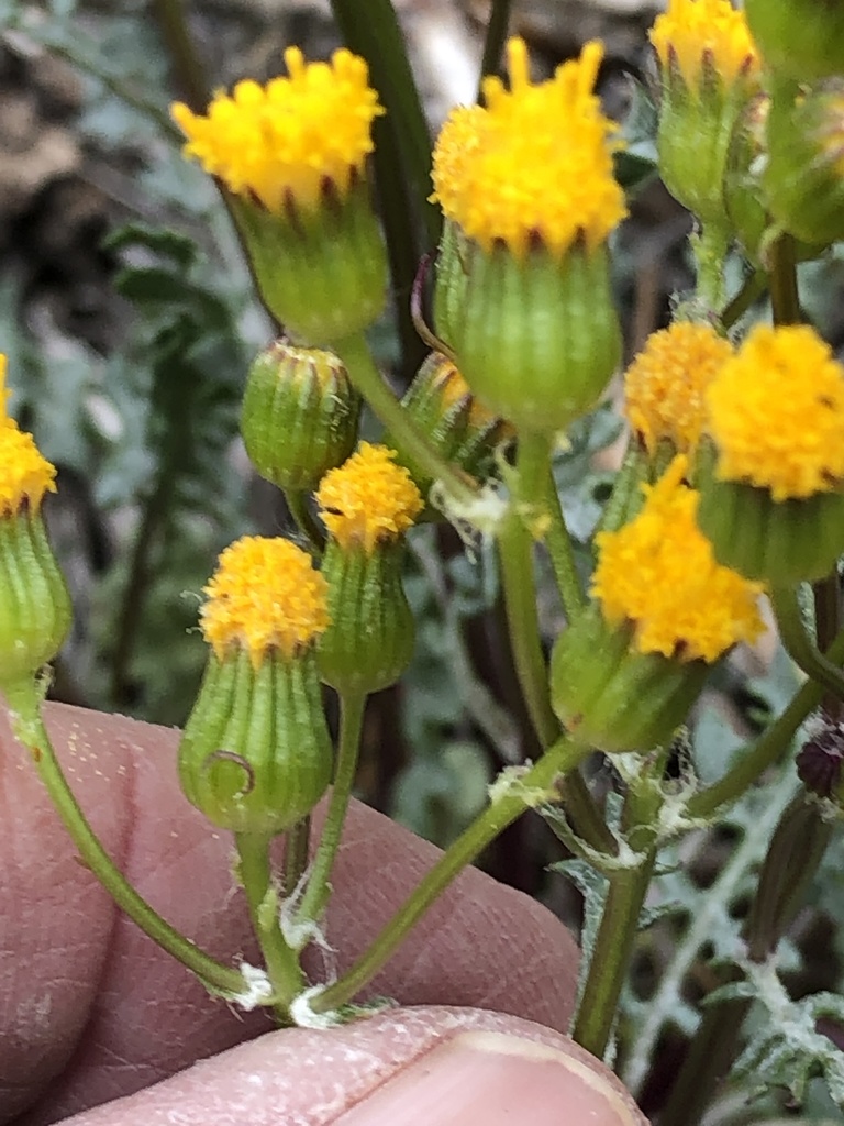 Lobeleaf Groundsel (Packera multilobata) - Botanical Realm