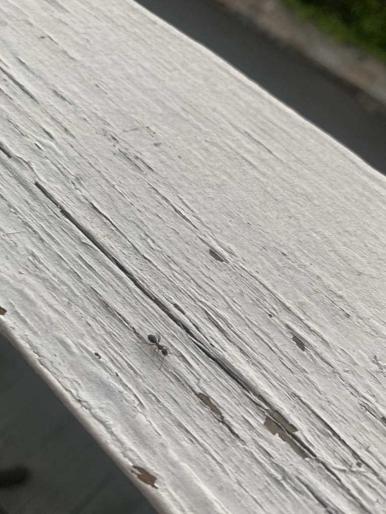 Gate-keeper Ants from Poplar Pl, New Rochelle, NY, US on June 7, 2021 ...