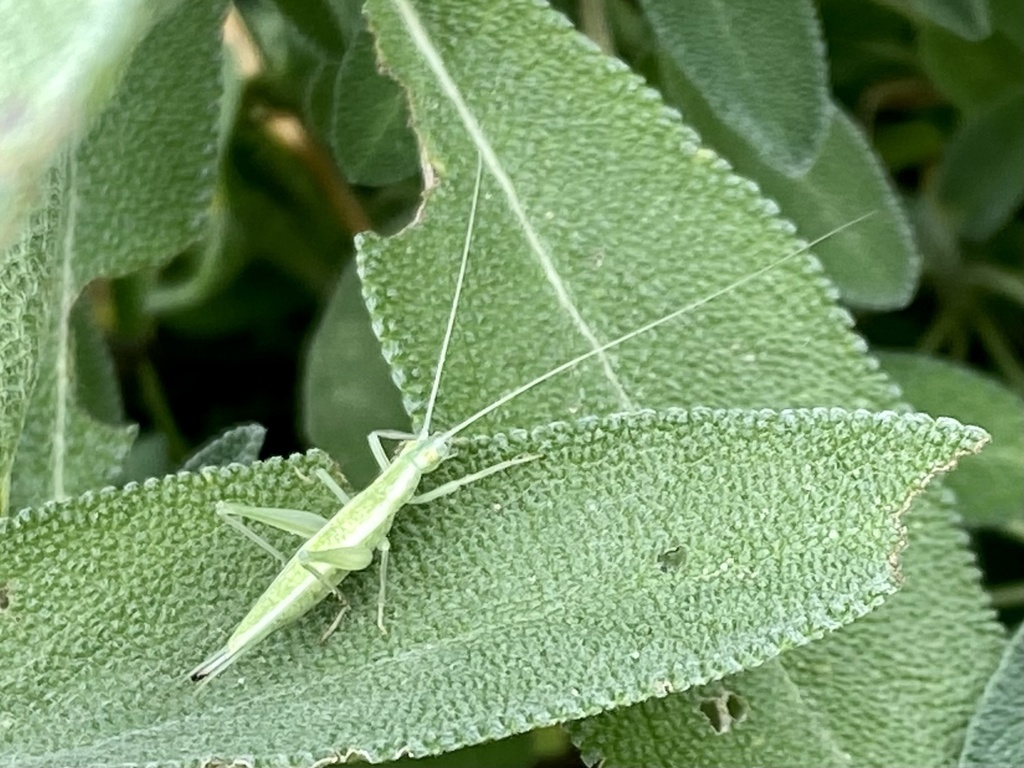 Common Tree Crickets from Calamuchita, Calamuchita, Córdoba, AR on May ...