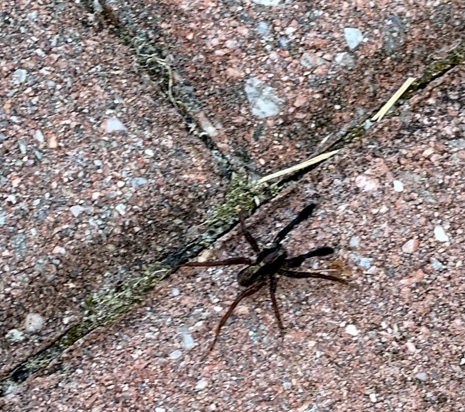 Brush-legged Spiders from Sunnyhill Dr, Mechanicsville, VA, US on June ...