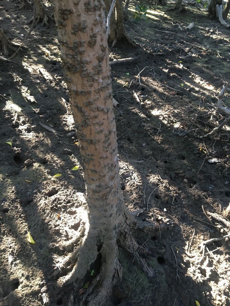 yellow mangroves (Ceriops) - Botanical Realm