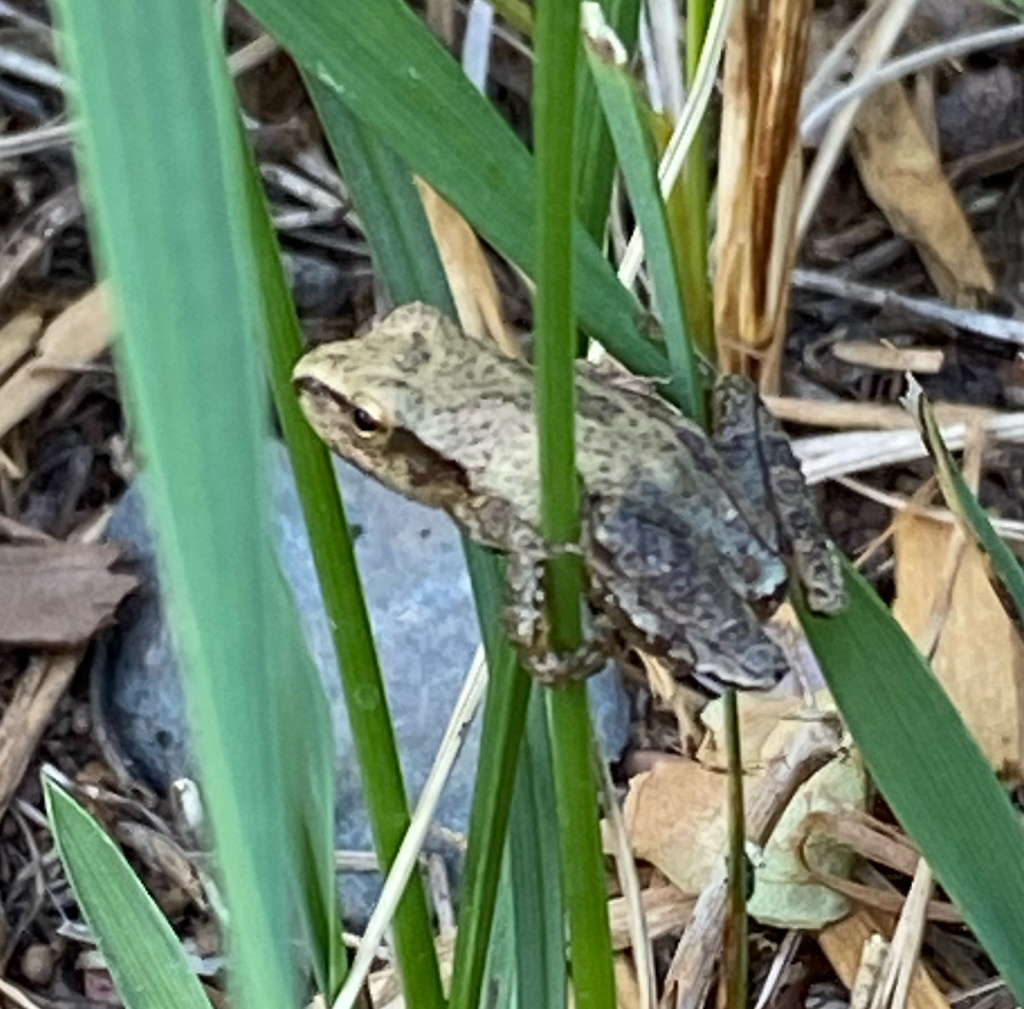 Spring Peeper from CTH-J, Bayfield, WI, US on June 07, 2021 at 06:17 PM ...