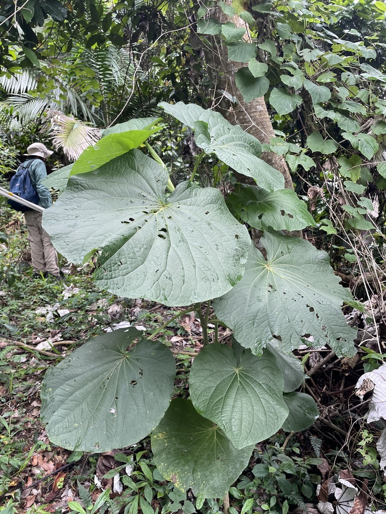 pariparoba in June 2021 by Steve Maldonado Silvestrini · iNaturalist