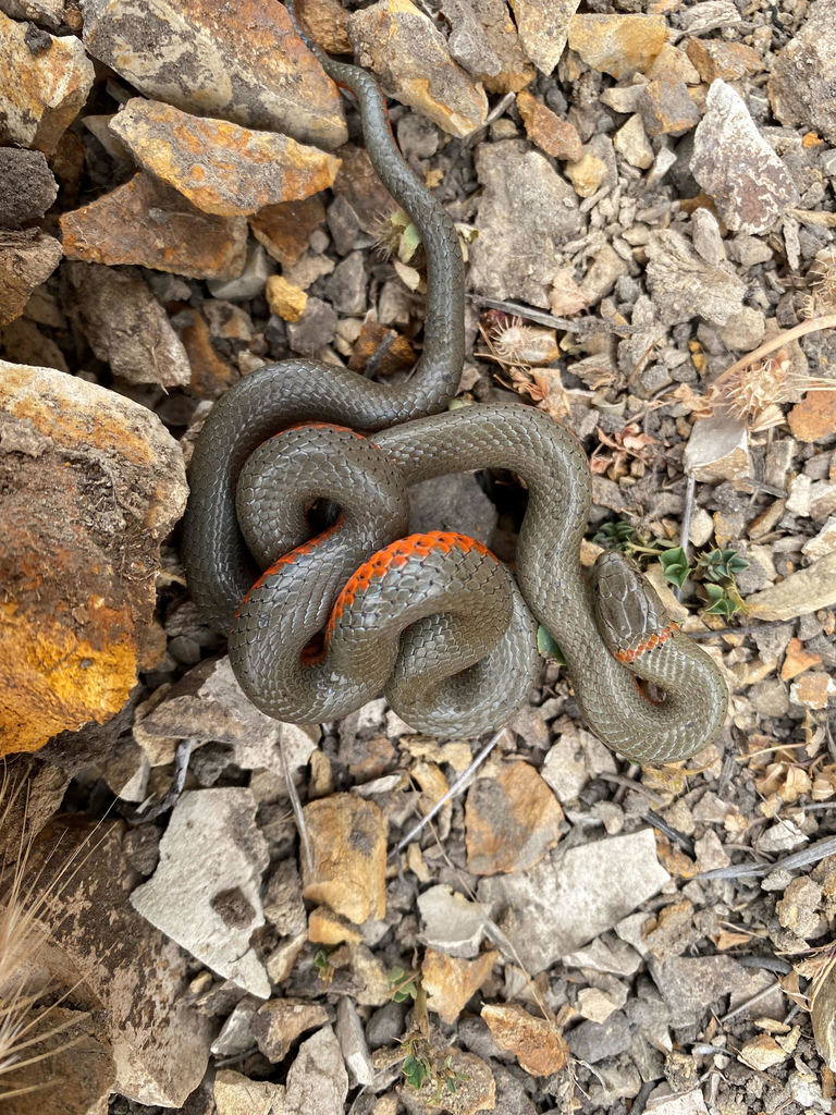 Monterey Ringneck Snake from Los Osos, Baywood-Los Osos, CA 93402, USA ...