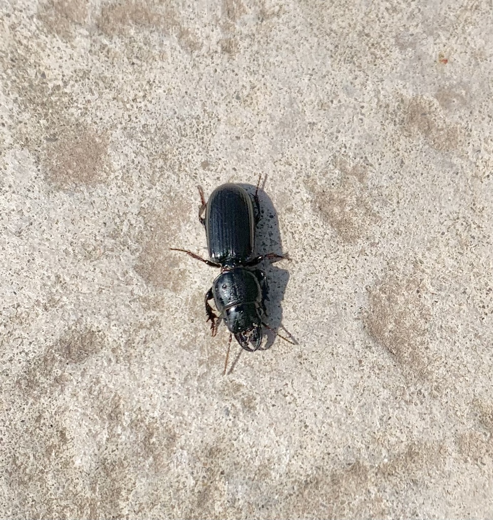 Big-headed Ground Beetle from Samuel Foster Crt, Baden, ON, CA on June ...